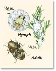 Spittlebugs | Garden Gate