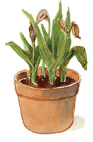 Tulip bulb blast | Garden Gate