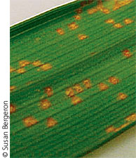 Daylily rust | Garden Gate