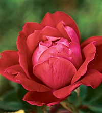 Double Knock Out rose | Garden Gate