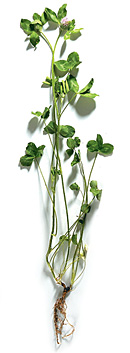 Red clover | Garden Gate