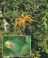 Cedar-apple rust | Garden Gate