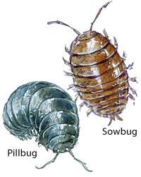 Pillbugs and sowbugs | Garden Gate