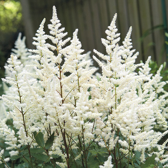 Astilbes | Garden Gate