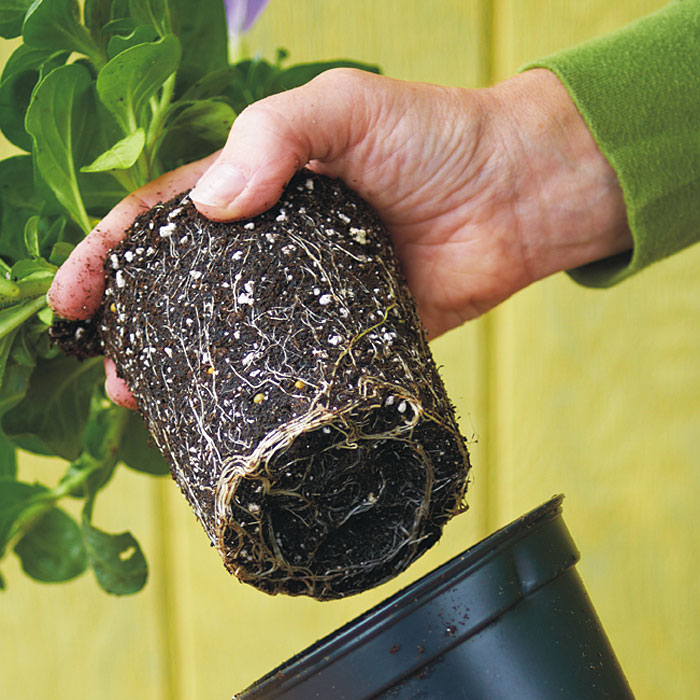 Pot roots | Garden Gate