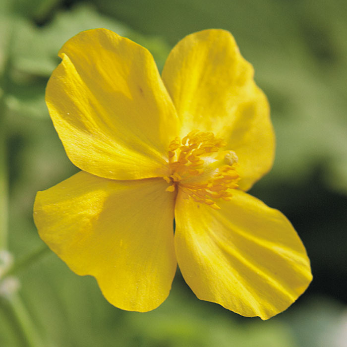 Wildlife-friendly plants | Garden Gate