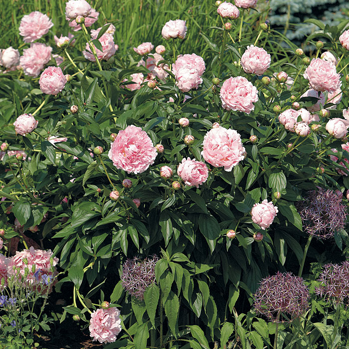 Peonies | Garden Gate