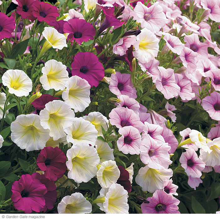 Hummingbird Plants | Garden Gate