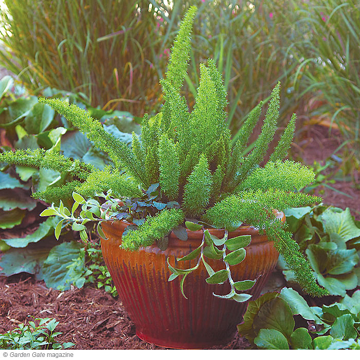 Container revival | Garden Gate