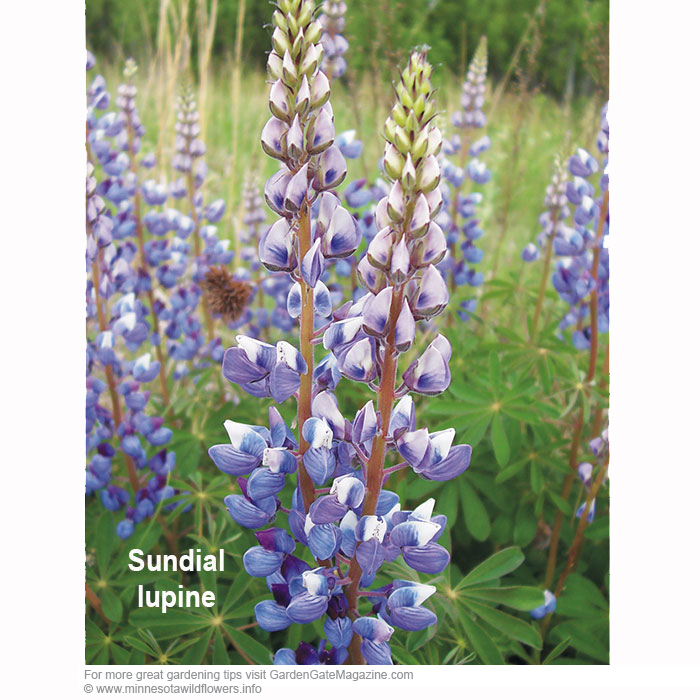 Lupine | Garden Gate
