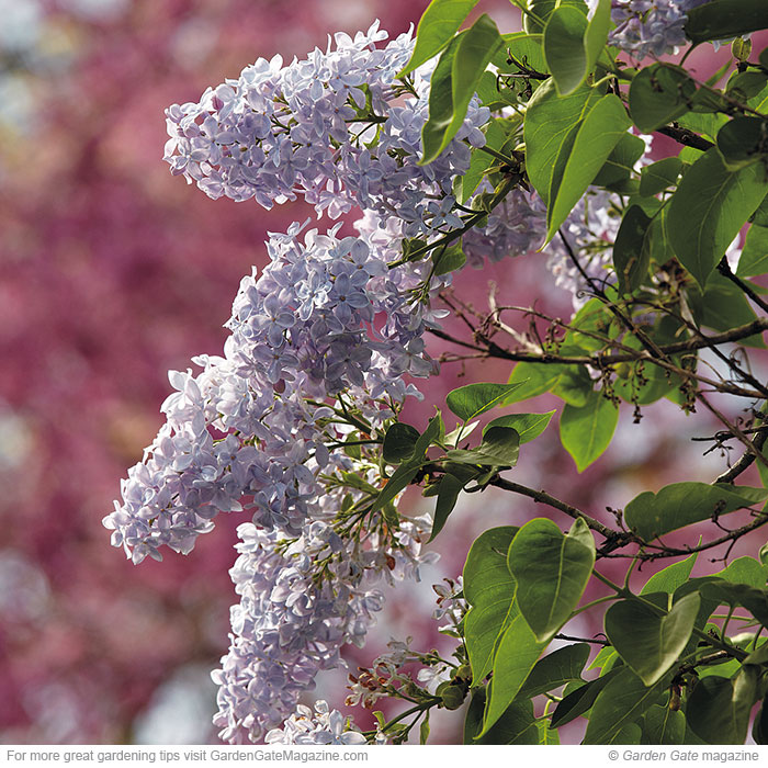 Fragrant shrubs | Garden Gate