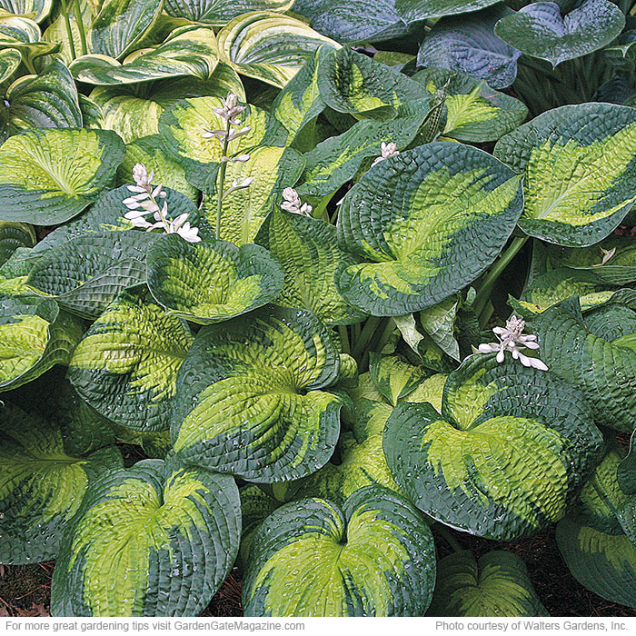 Hostas | Garden Gate