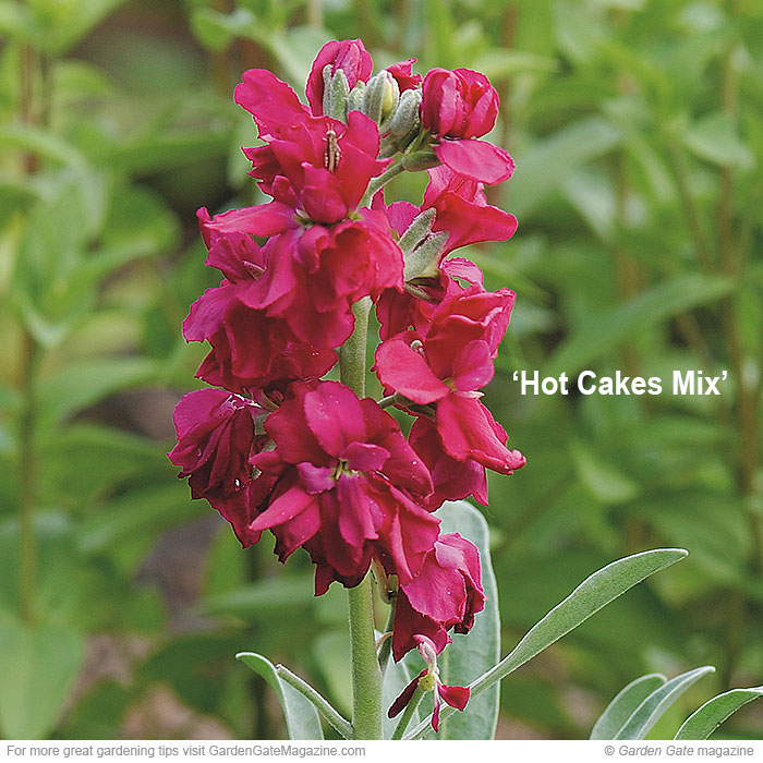Fragrant tender perennials | Garden Gate