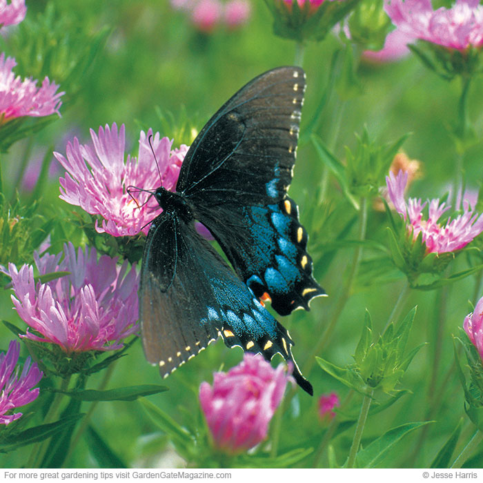 Butterfly plants | Garden Gate