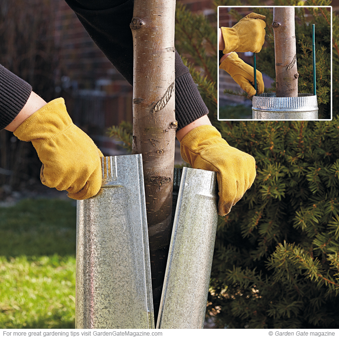 Trunk protection | Garden Gate