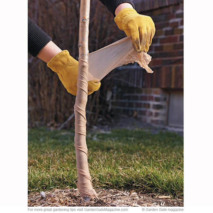 Trunk protection | Garden Gate