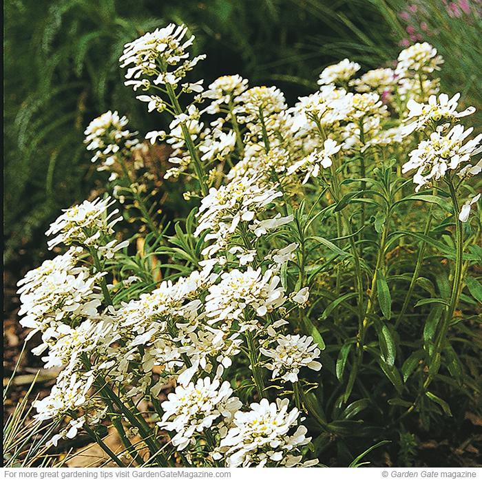Spring-blooming flowers | Garden Gate