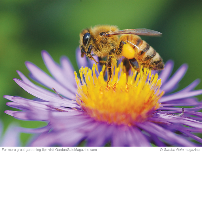 Bring in bees! | Garden Gate