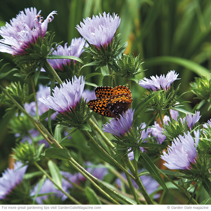 3 must-have butterfly blooms! | Garden Gate