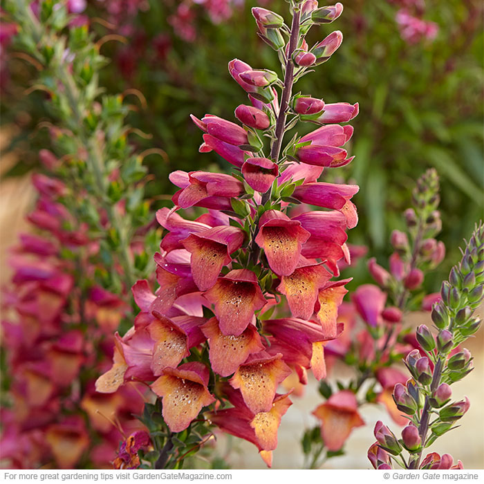 New perennials for 2015 | Garden Gate