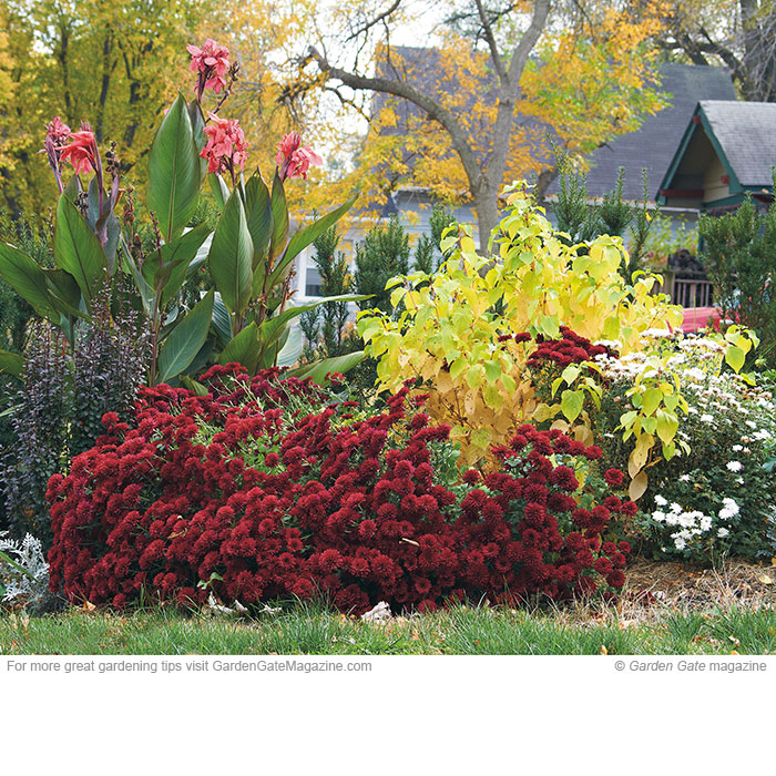 A striking fall combo | Garden Gate