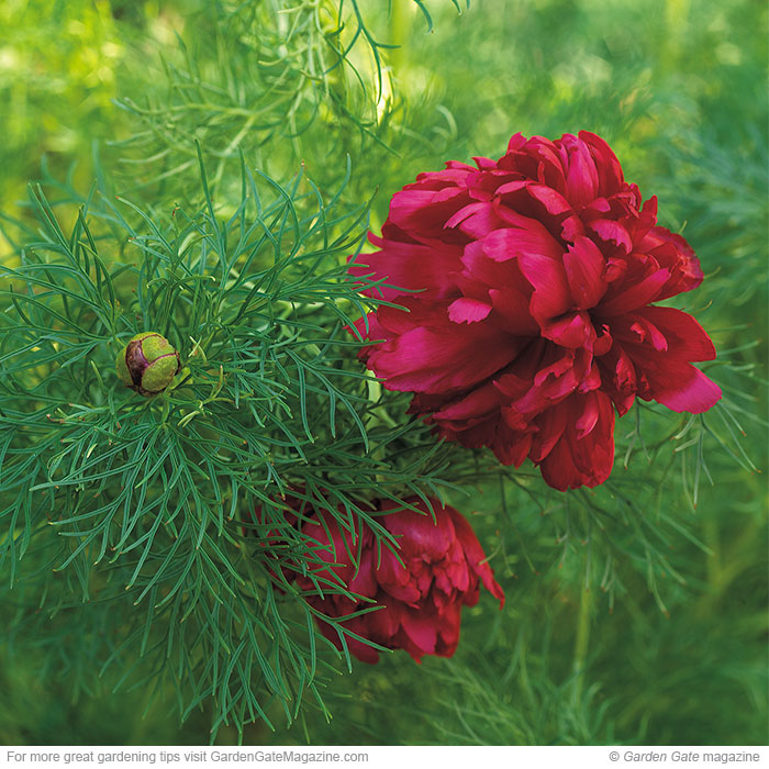 3 unique spring blooms | Garden Gate