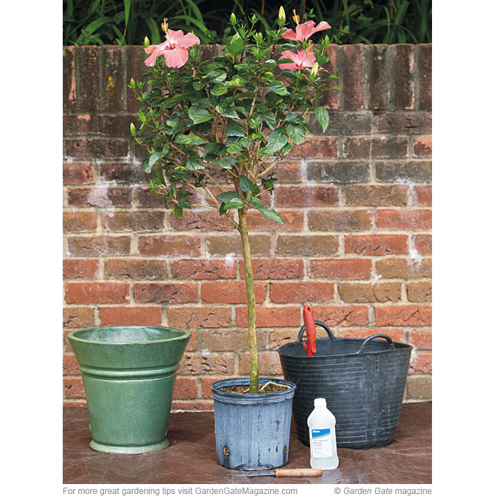 Root pruning how-to | Garden Gate