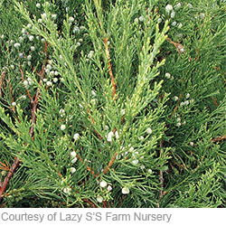 A beautiful getaway garden | Garden Gate