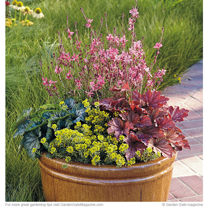 Perennials are perfect in pots | Garden Gate
