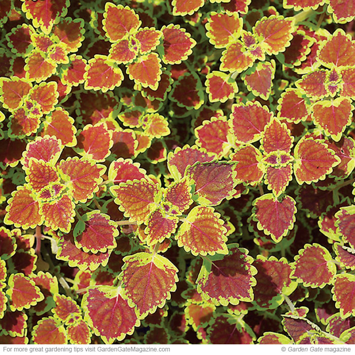 No-fail foliage | Garden Gate