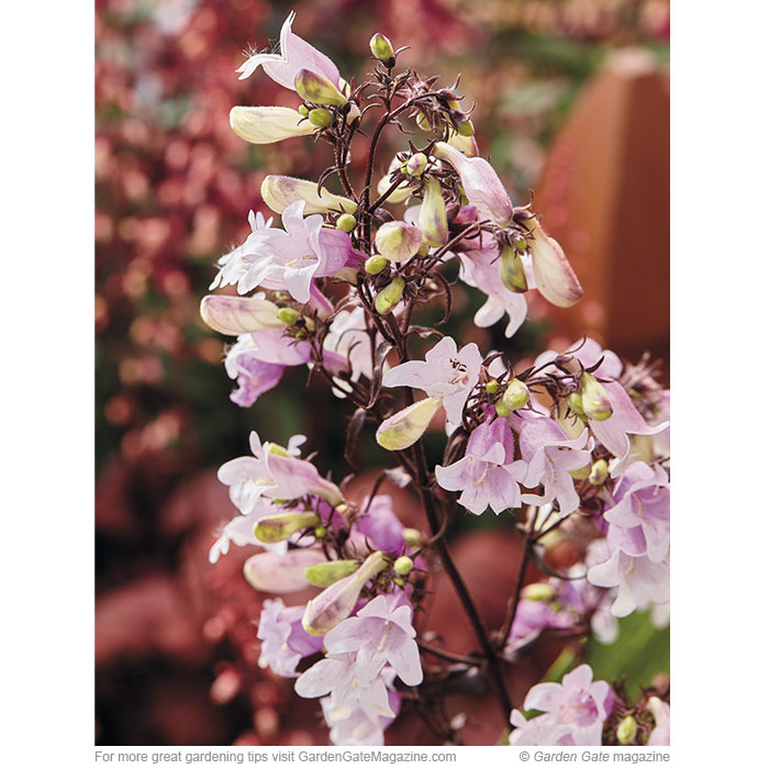 3 great penstemons | Garden Gate