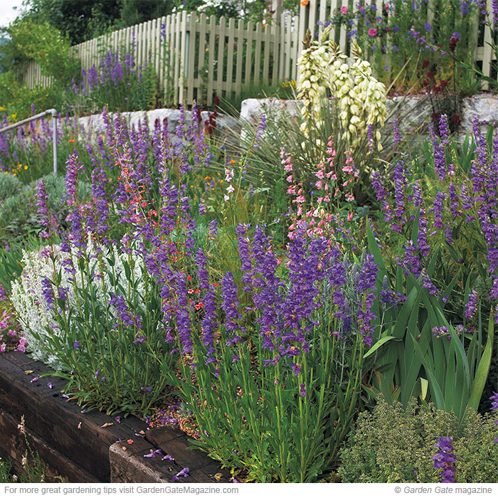 3 great penstemons | Garden Gate
