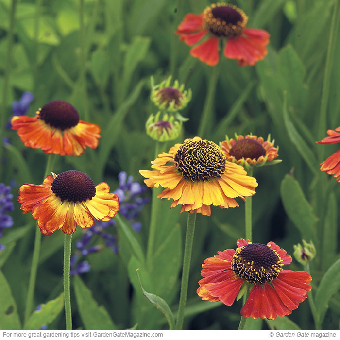 No-fail tips for growing cut flowers | Garden Gate