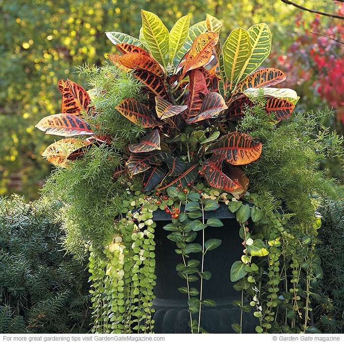 Bright & bold container plants | Garden Gate