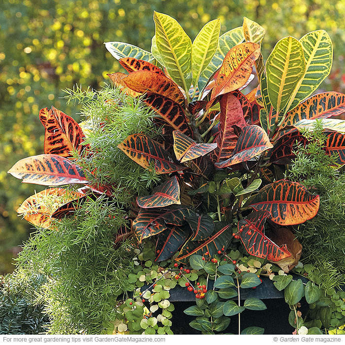 Bright & bold container plants | Garden Gate