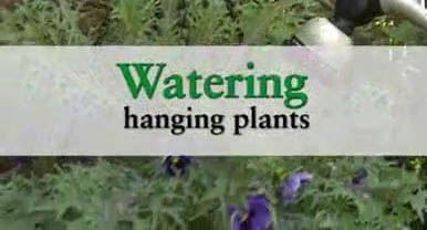 Video: Watering hanging plants | Garden Gate