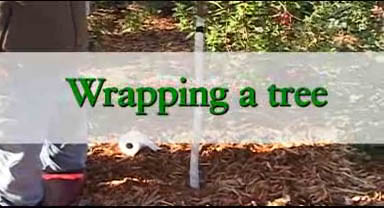 Video: Wrap a tree | Garden Gate